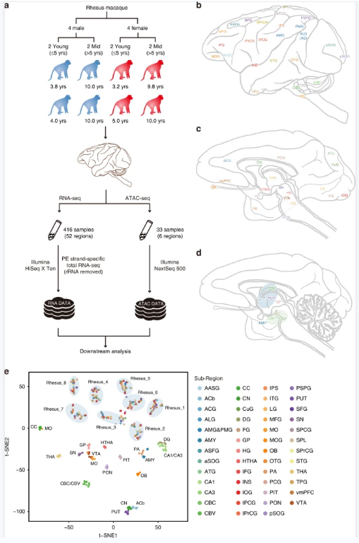 Transcriptomic and open chromatin atlas of high-resolution anatomical ...